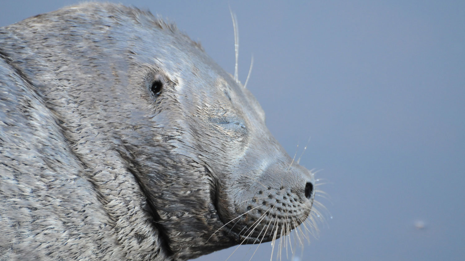 The most endangered seal in the world lives in Finland